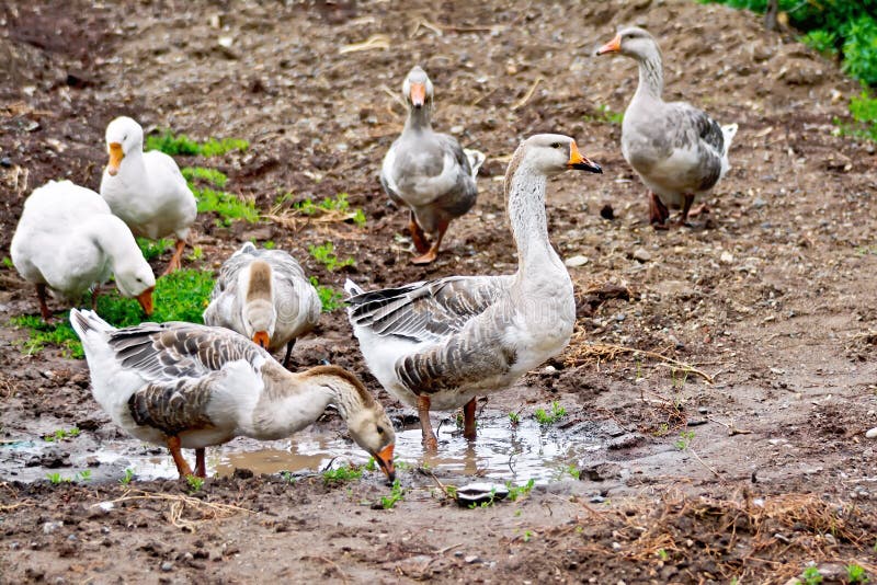 Geese Gray Ground Puddle Stock Photos - Free & Royalty-Free Stock ...