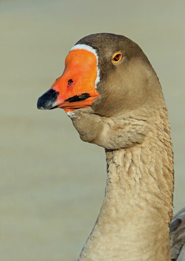 Geese stock image. Image of feathers, hunting, egyptian - 64589349