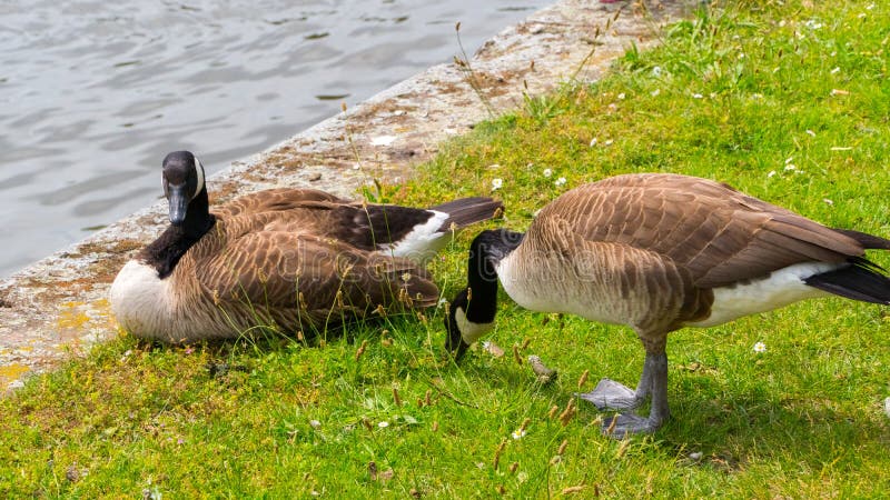 Geese grazing on the grass stock photo. Image of country - 94474288