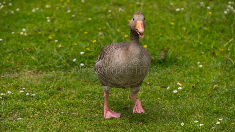 Geese grazing on the grass stock photo. Image of geese - 94474548