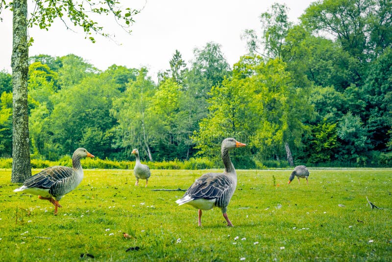 Geese in green nature stock image. Image of fowl, feeding - 55970727