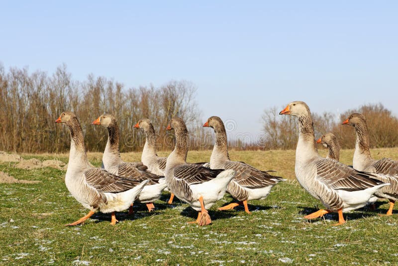 Geese on the Ground in Wintertime Stock Photo - Image of sunlight ...