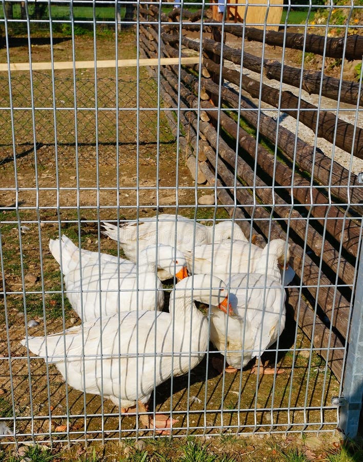 Geese stock image. Image of fence, group, geese, animals - 45240289