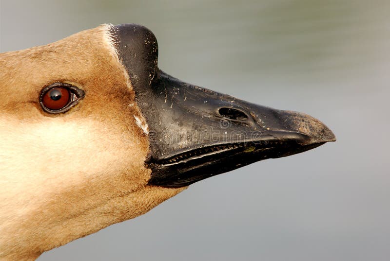 Geese Head stock photo. Image of eyes, migration, beak - 39392990
