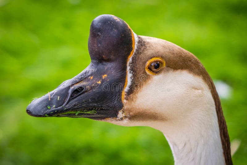 Geese head stock image. Image of england, grassland, geese - 55533655
