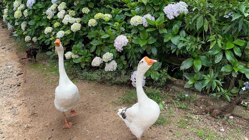 Geese scaring people away. stock image. Image of farm - 351859189