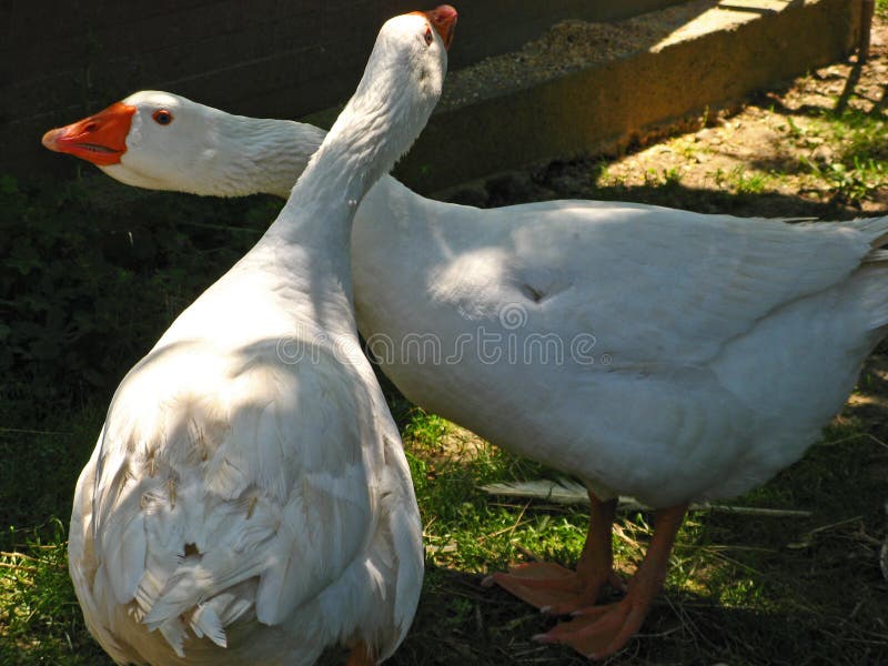 Geese 02 stock image. Image of animal, italia, birds - 45573657