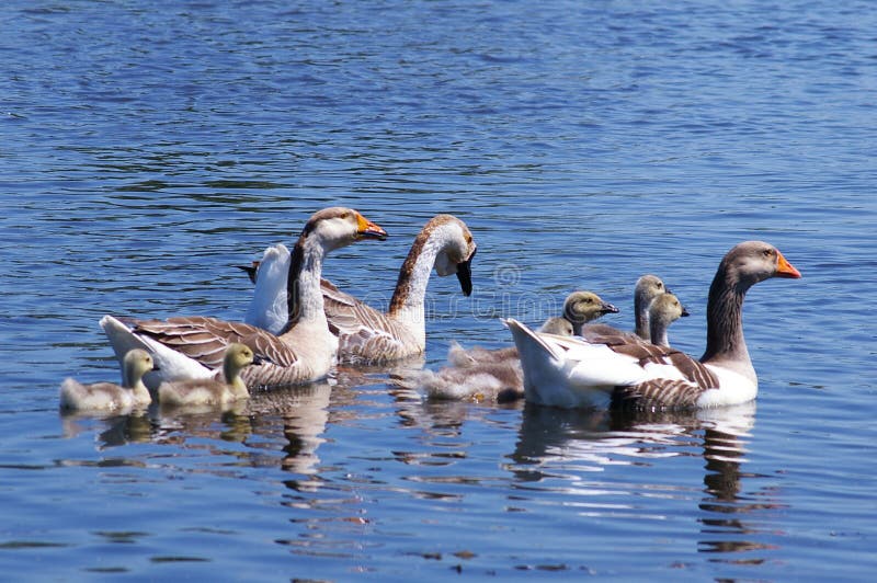 Geese on the lake stock image. Image of nature, duck - 13344779