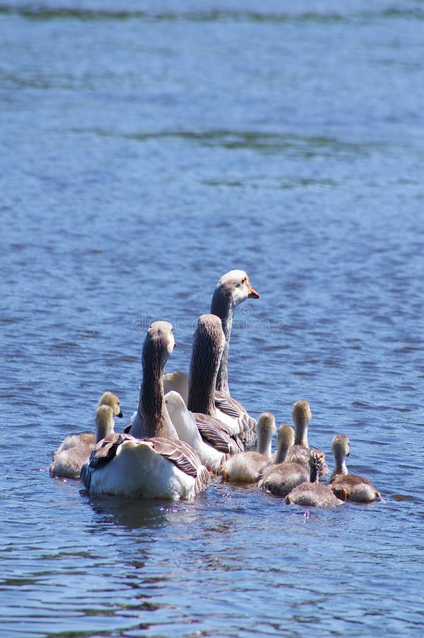 Geese on the lake stock image. Image of october, river - 13344795