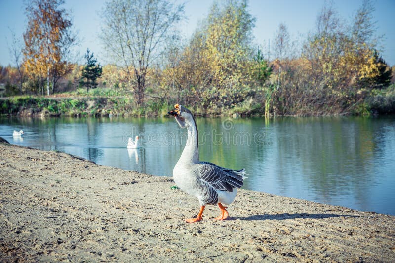 Geese on the Lake stock image. Image of goose, summer - 136019787