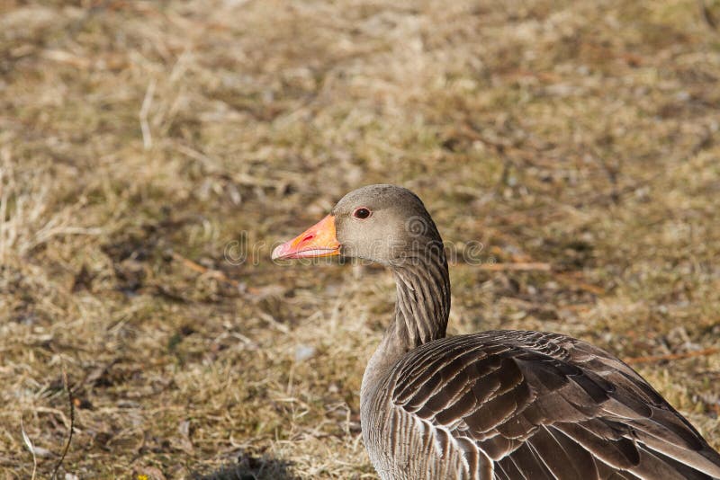 Geese stock photo. Image of geese, animals, nature, winter - 125080910