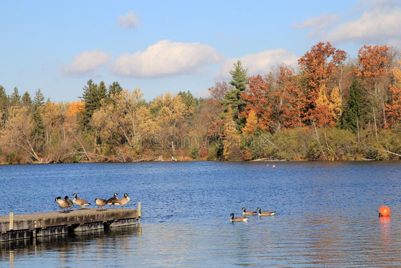 Geese on the Lake stock photo. Image of bird, season - 82738168
