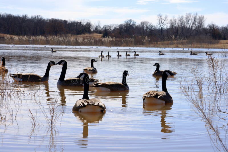 Geese in the lake stock photo. Image of canada, bird - 39563980