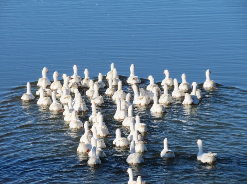 Geese on lake stock image. Image of bushes, sail, water - 35225815