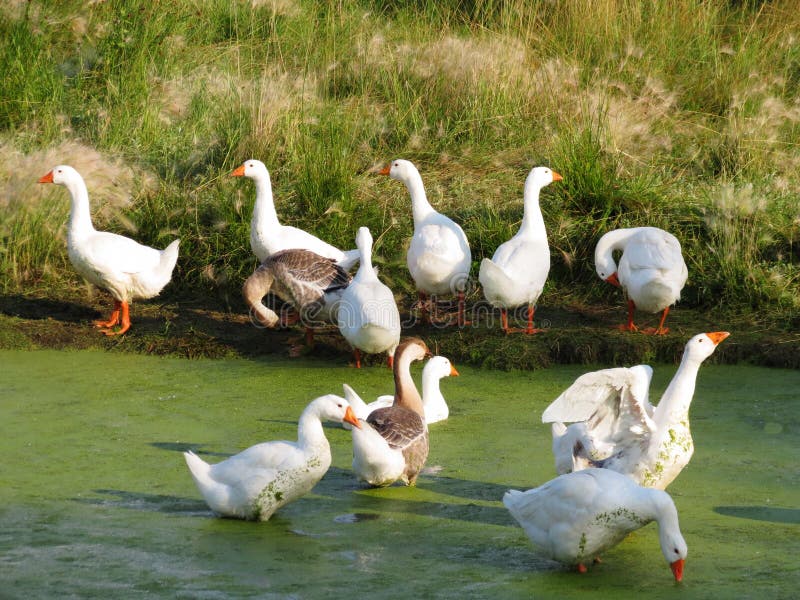 Geese on lake stock image. Image of coast, bushes, white - 35312073