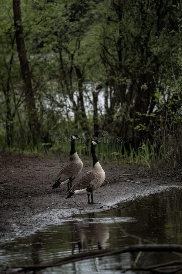 Geese by the Lake Shore Near Trees Stock Image - Image of beauty, wings ...