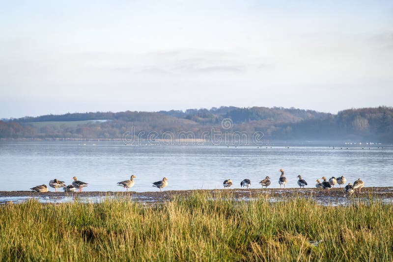 Geese by a Lake in the Spring with Green Grass Stock Photo - Image of ...