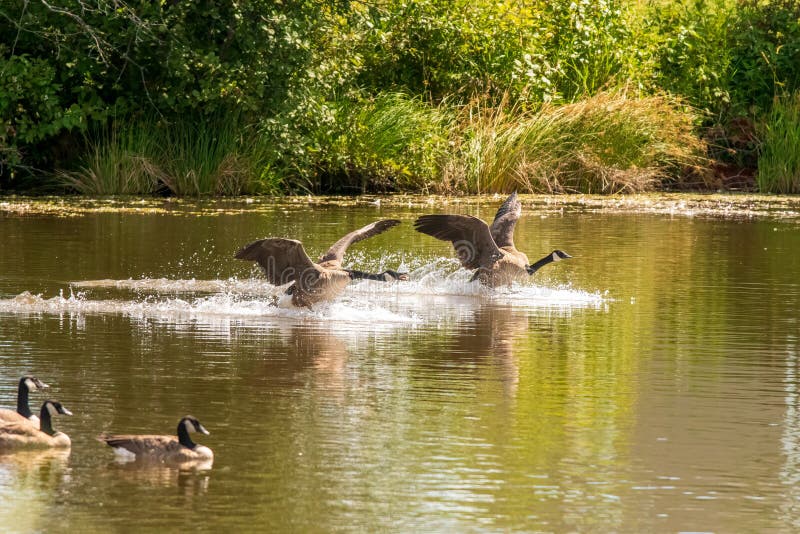 Geese landing together stock image. Image of bird, mallard - 266709351