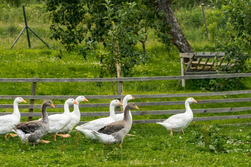Geese life stock photo. Image of fowl, nature, agriculture - 104994524