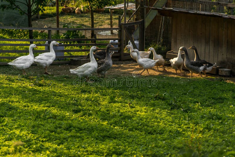 Geese life stock image. Image of outdoor, color, meadow - 104833459