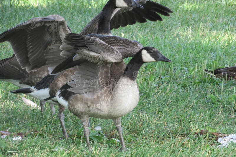 Geese taking flight stock photo. Image of beak, beaks - 202391492
