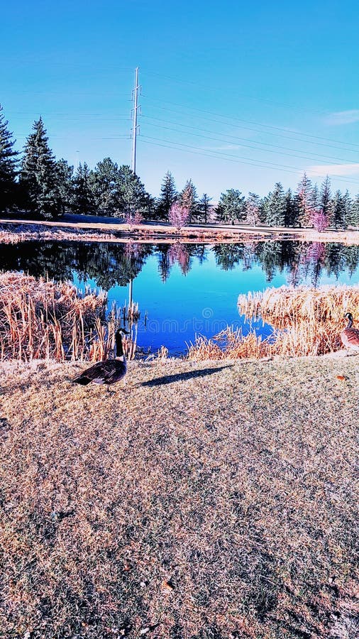 Geese at Little America Cheyenne Wyoming Stock Image - Image of ...