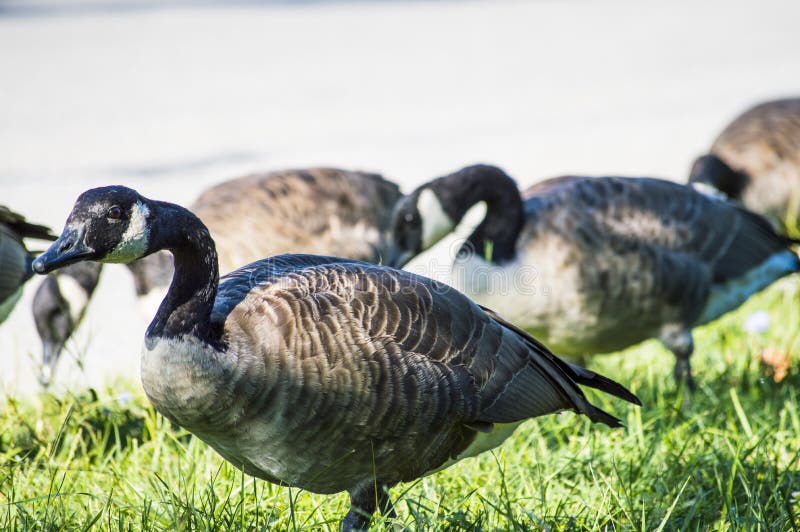 Geese Looking for Food by the Side of the Road Stock Photo - Image of ...