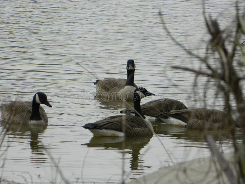 Geese Looking at You after Landing Stock Photo - Image of lake, birds ...