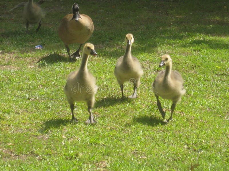 Momma Goose Chasing Stock Photos - Free & Royalty-Free Stock Photos ...