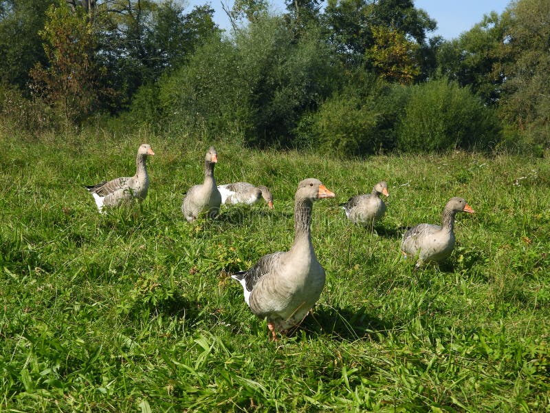 789 Marching Colours Stock Photos - Free & Royalty-Free Stock Photos ...