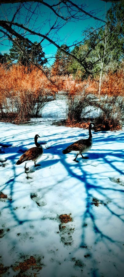 Geese Marching in the Snow at Lions Park Stock Photo - Image of ...