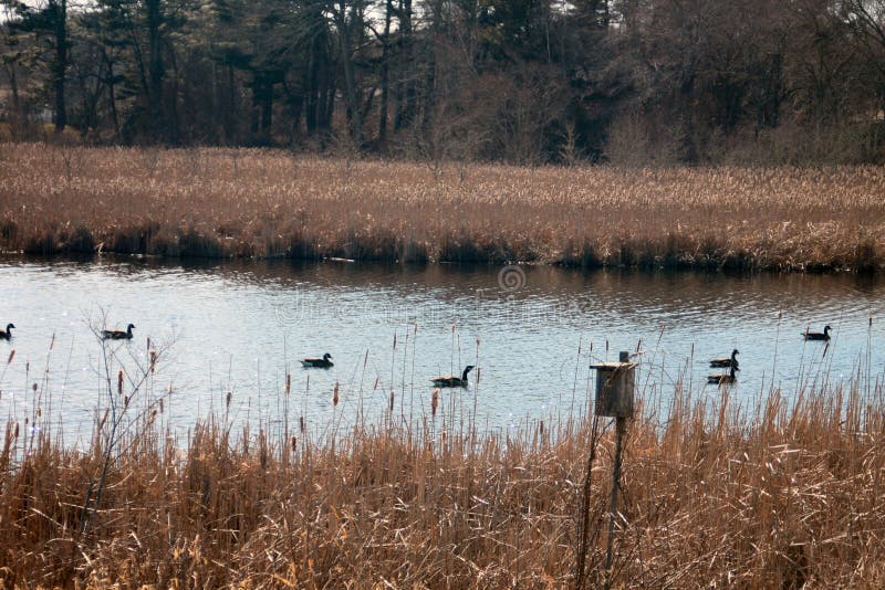 Geese in the Marsh stock image. Image of coastline, beautiful - 124635385
