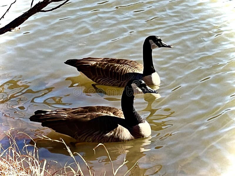 Geese at Mayo River State Park Stock Photo - Image of waterfowl, swan ...