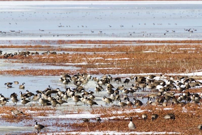 Geese migration stock image. Image of canadensis, black - 29596209