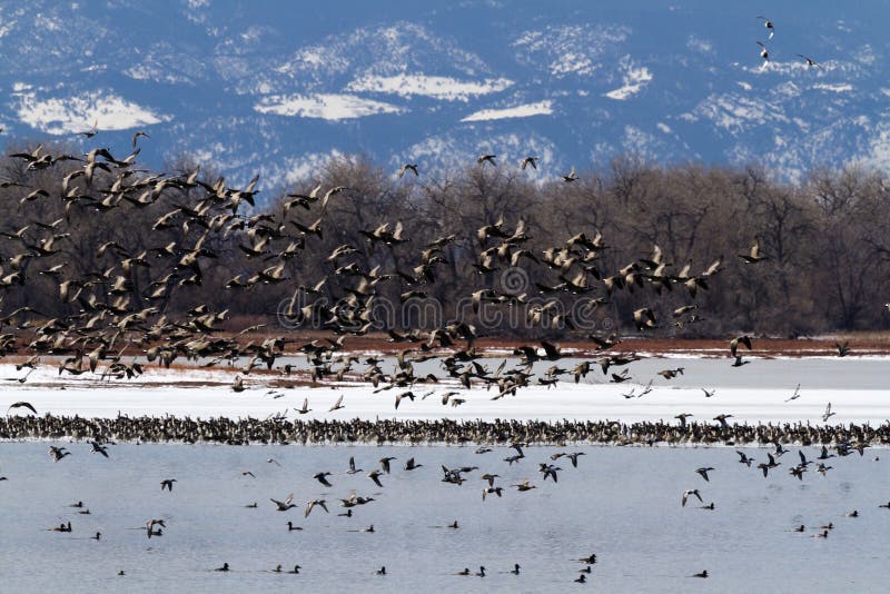 Geese migration stock image. Image of goose, lake, colorado - 29596251
