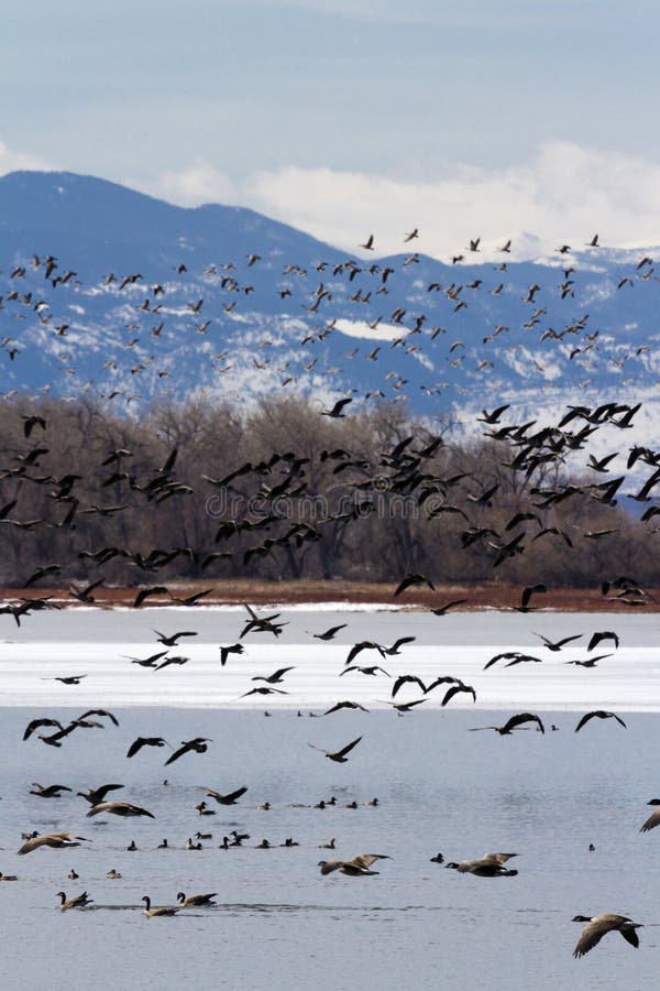 Geese migration stock photo. Image of canadian, black - 29596408