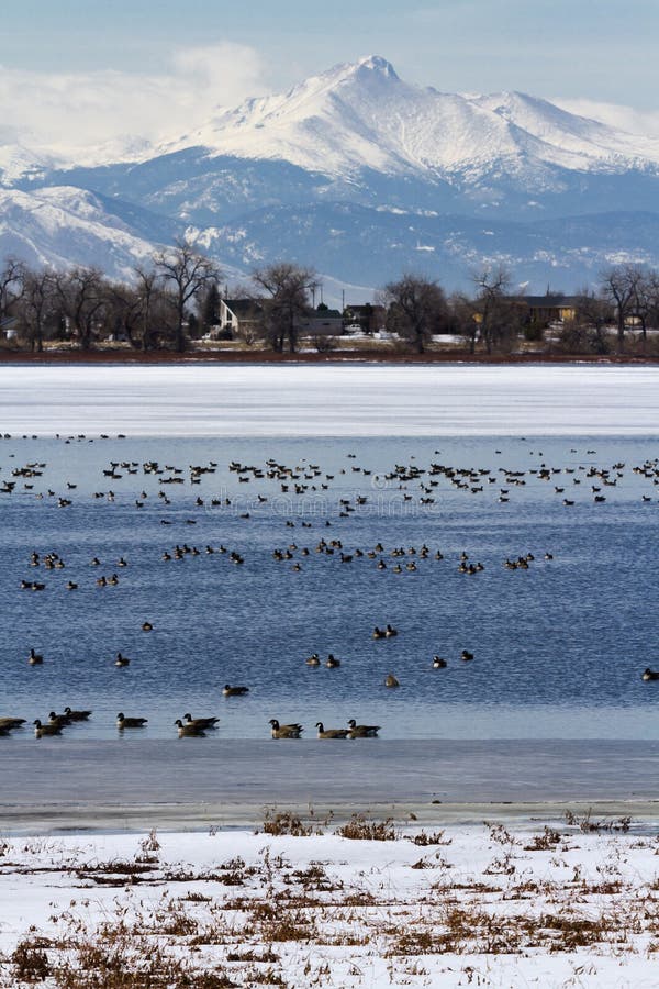Geese migration stock image. Image of canadensis, brighton - 29596521