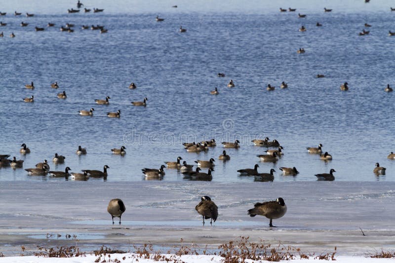Geese migration stock image. Image of neck, canadensis - 29596541