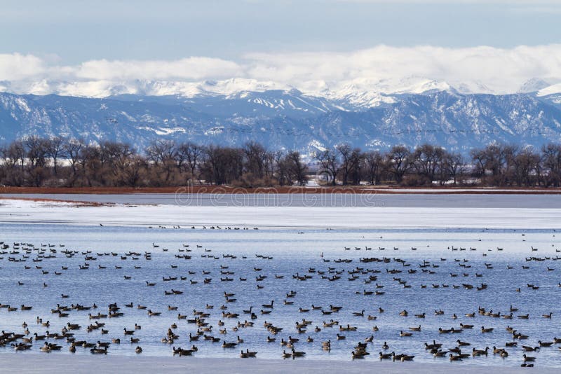 Geese migration stock image. Image of adams, canadensis - 29596611