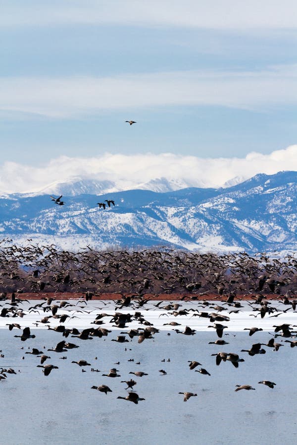 Geese migration stock photo. Image of brownishgray, america - 287658332