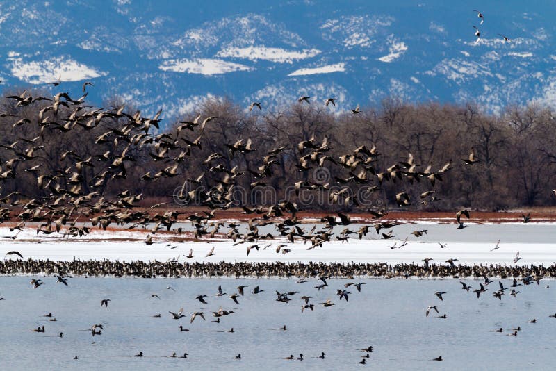 Geese migration stock photo. Image of animals, neck - 287658720