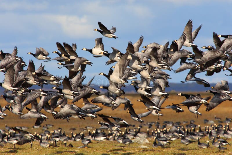 Geese migration. stock image. Image of nature, landscape - 93527429