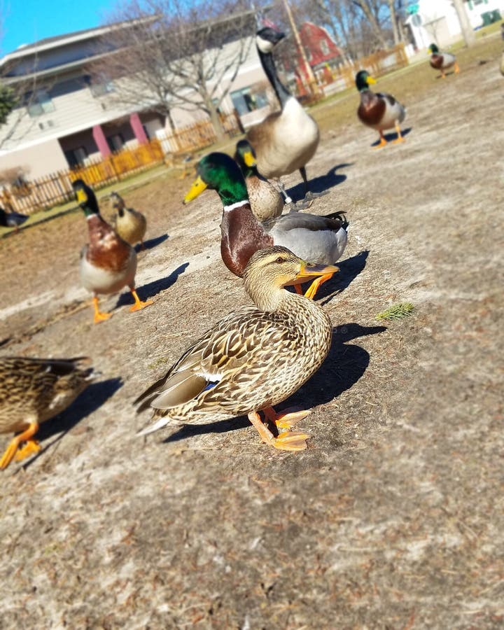 Mother Goose on the Front of Mardi Gras Float Editorial Stock Image ...