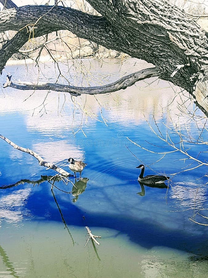 Geese at Mylar Park in the Pond on a Sunny Day in April Stock Photo ...