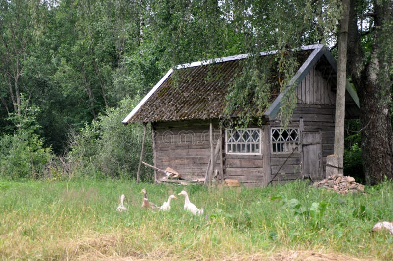 Geese near the farmhouse stock photo. Image of geese - 91380424