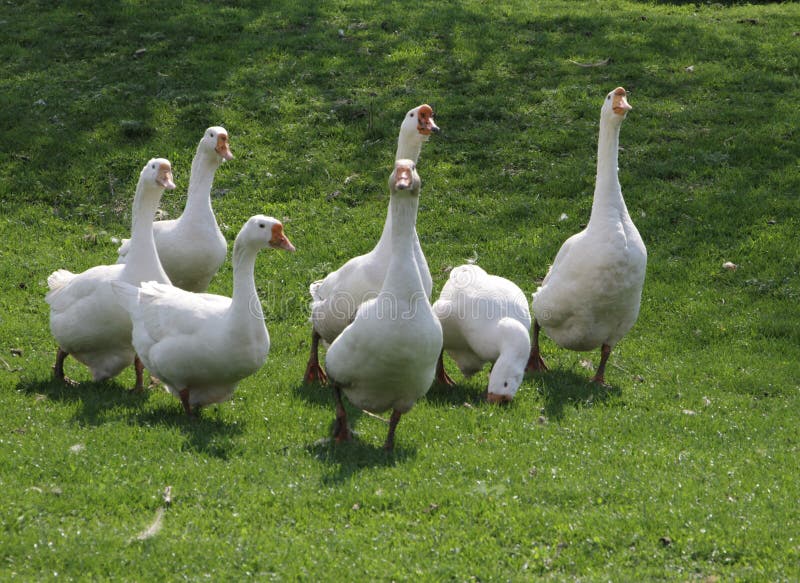 Geese out stock image. Image of green, quacking, goose - 45732081