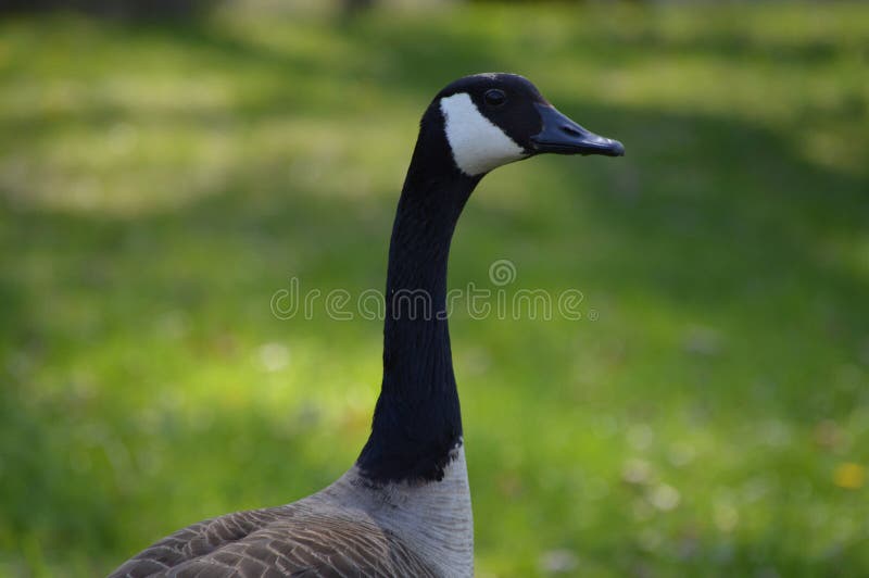 Geese stock image. Image of looking, life, back, nature - 92327067
