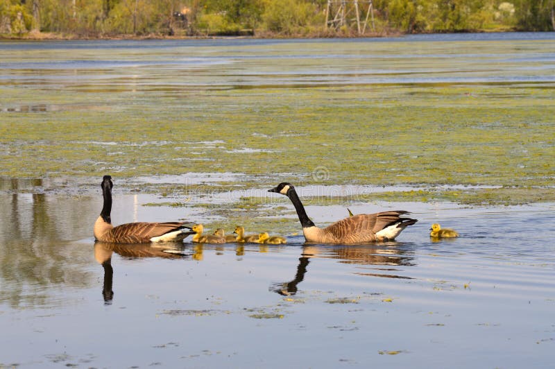 Geese stock image. Image of black, enrichment, green - 92328381