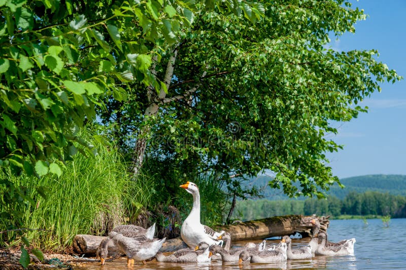 Geese out of the water stock photo. Image of reflection - 69470546