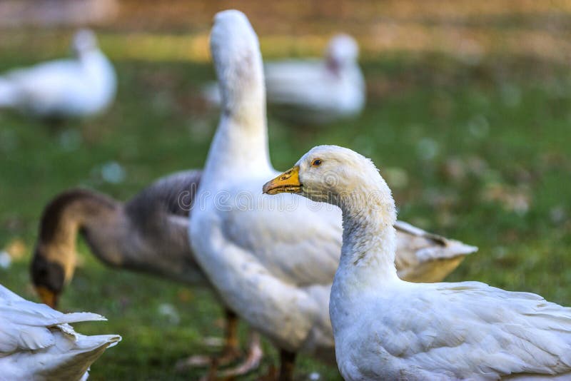 Geese in outdoor enclosure stock image. Image of ornithology - 97825671
